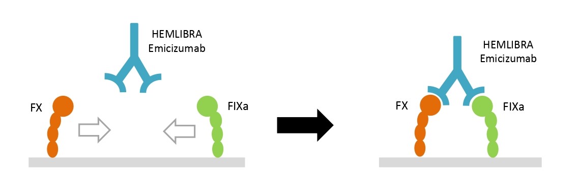 Mécanisme HEMLIBRA_page-0001 - MHEMO MHEMO